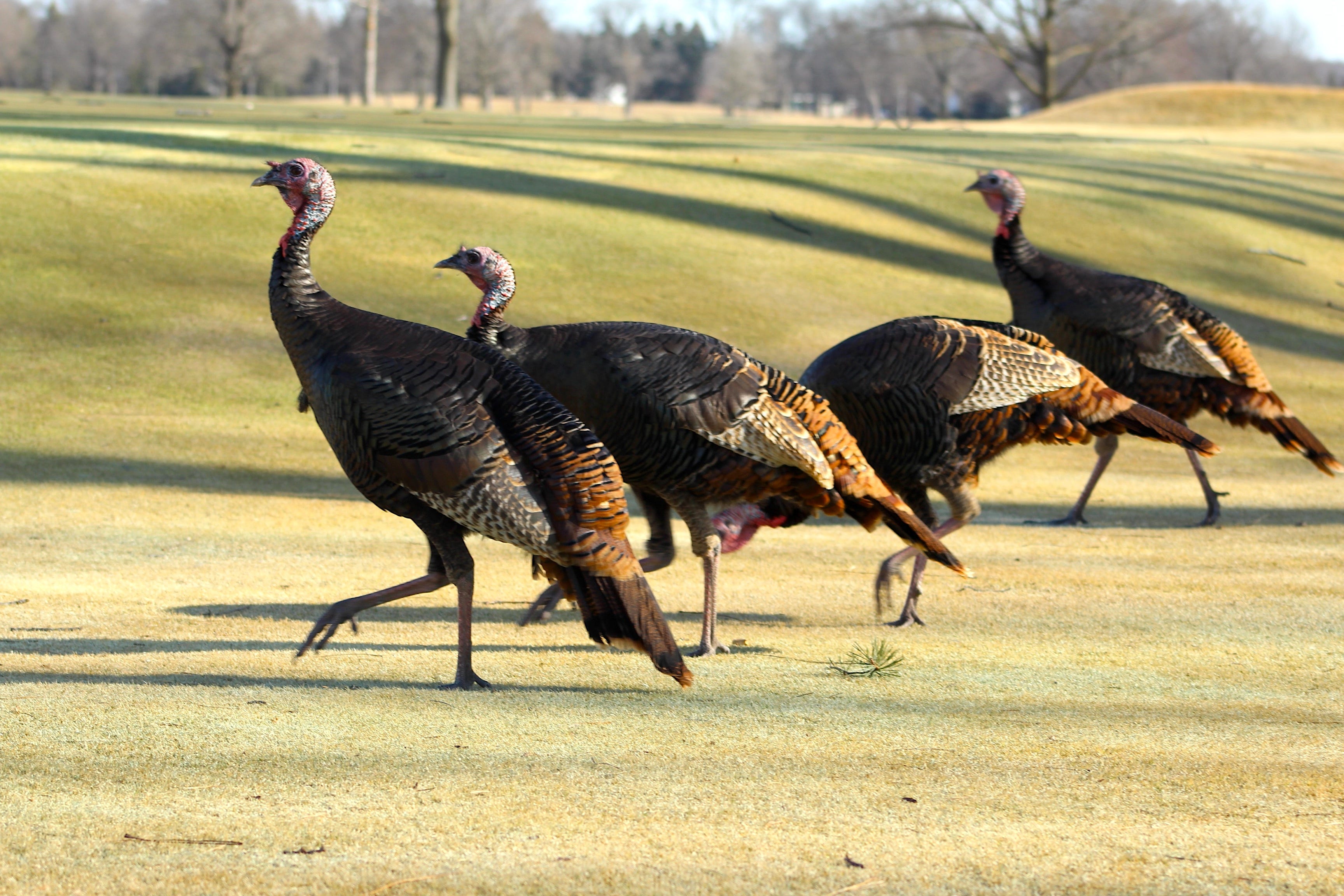 What to know about wild turkeys in Wisconsin: restoration, records ...