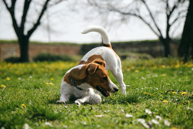 La piel no miente: la salud de perros y gatos se refleja en su pelo