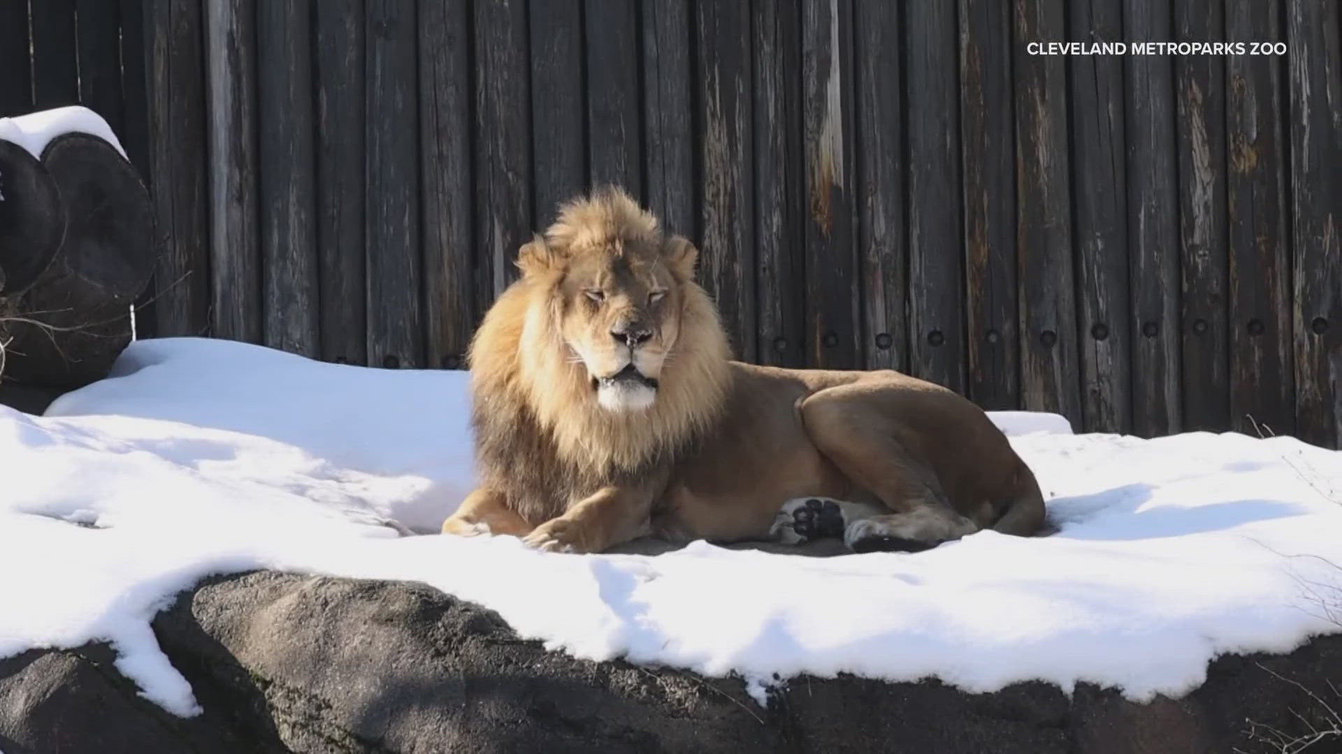 Why winter is the best time to visit the Cleveland Metroparks Zoo