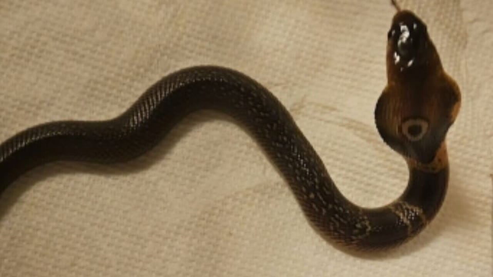 Snake farmer says Lincoln County exotic animal ban threatens business