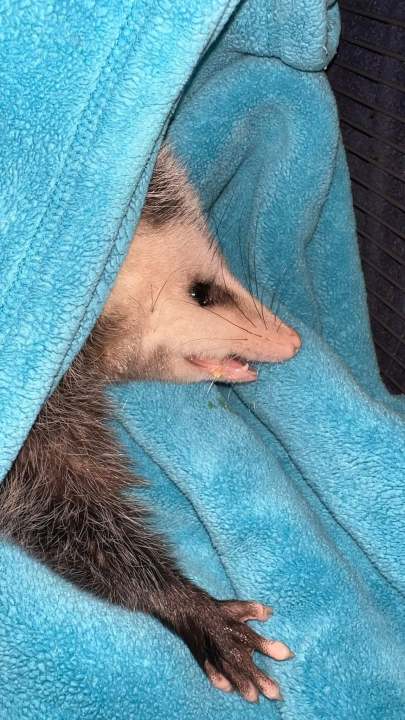 Opossum recovering after getting trapped in garage door track in Woodbridge
