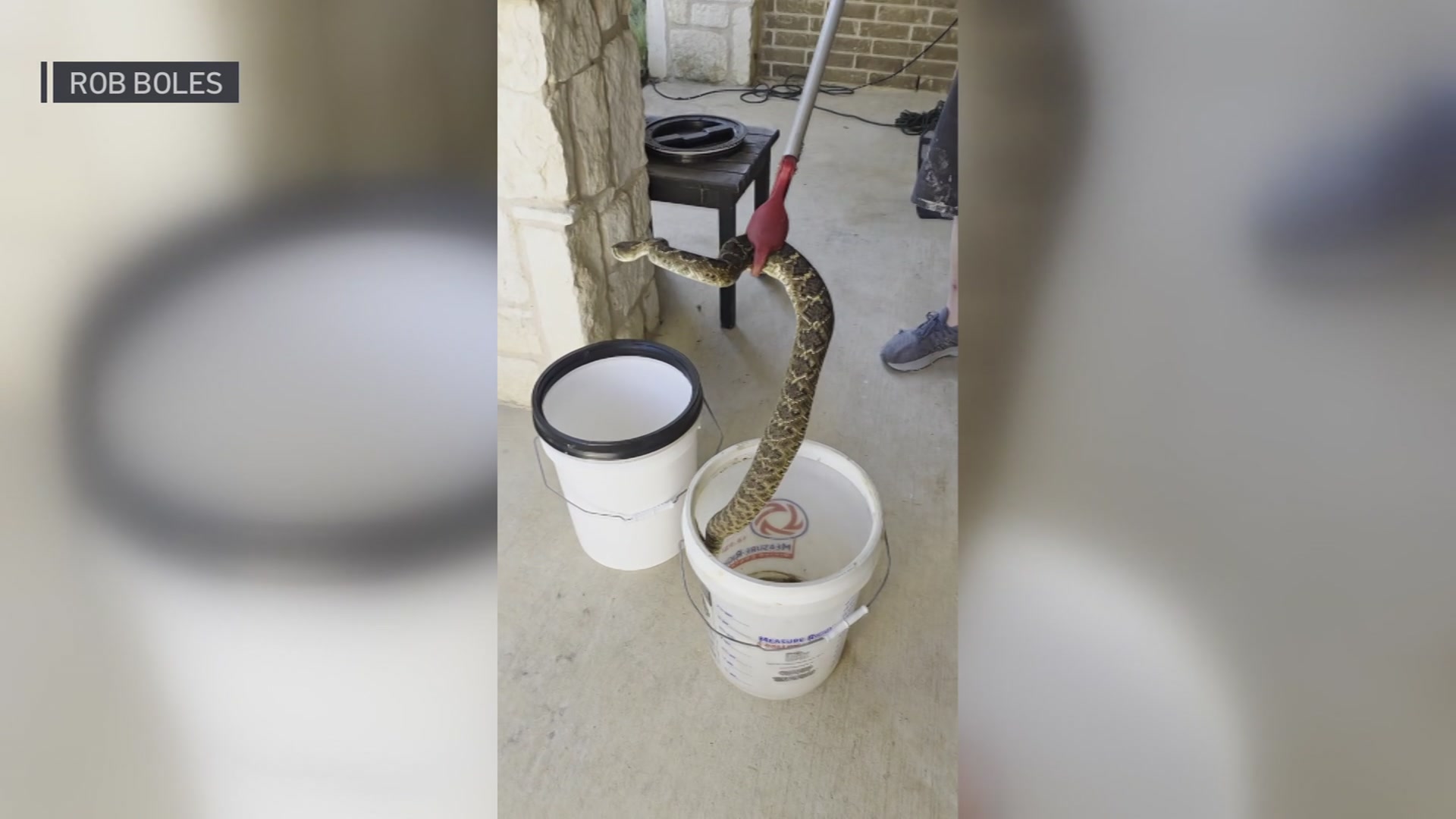 Western diamondback rattlesnake officially recorded in Denton County ...