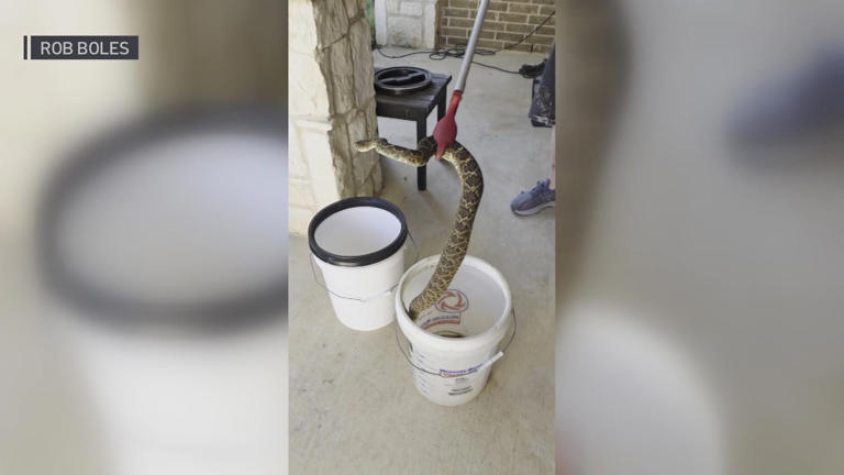 Western diamondback rattlesnake officially recorded in Denton County ...