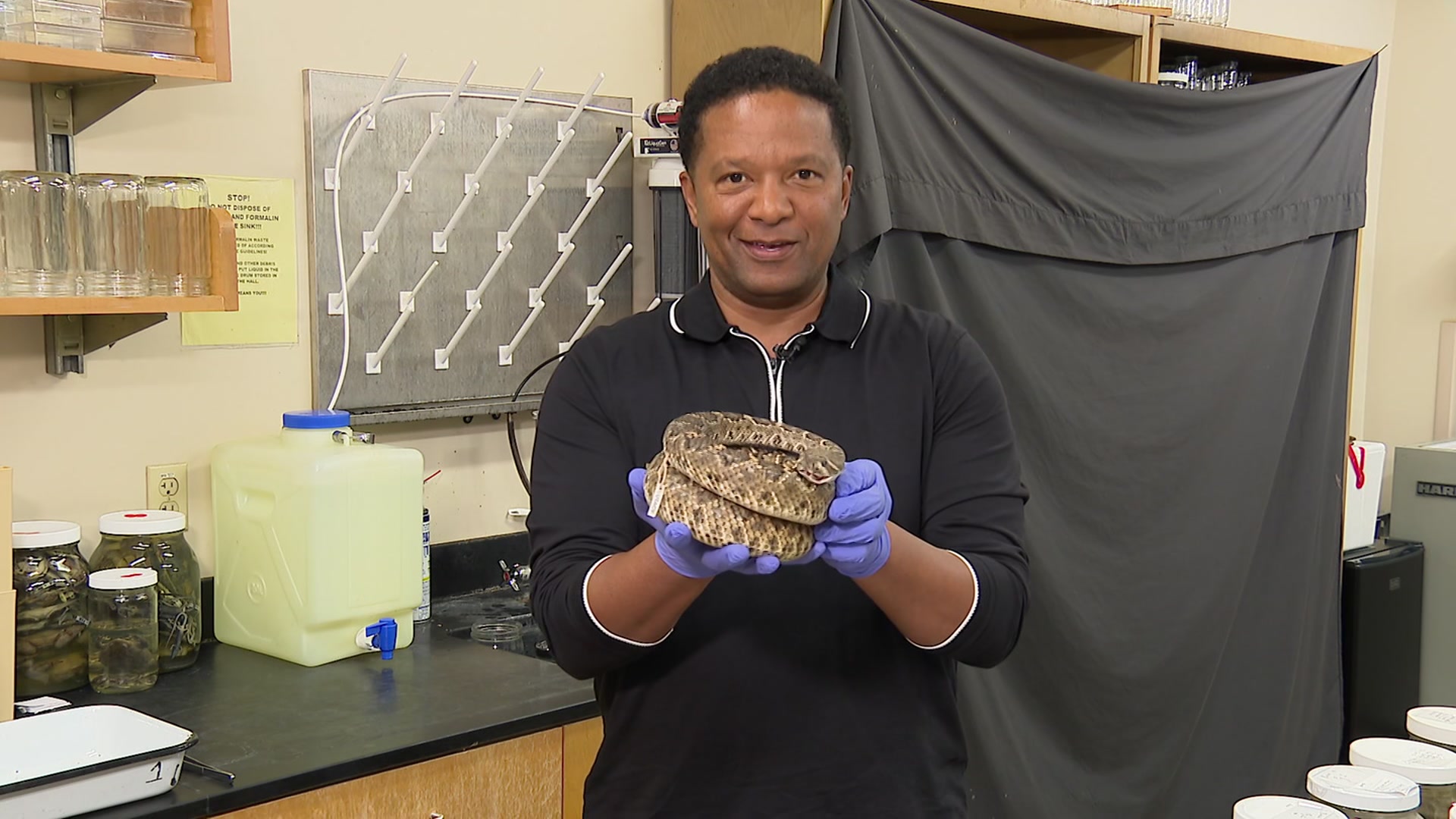 Western diamondback rattlesnake officially recorded in Denton County ...