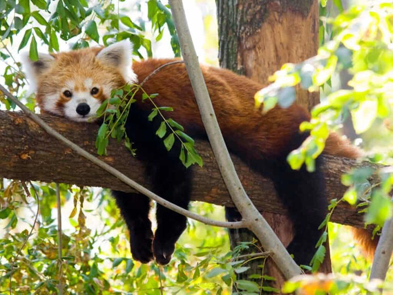 25 cute animals that are endangered and on the brink of extinction (#22 ...