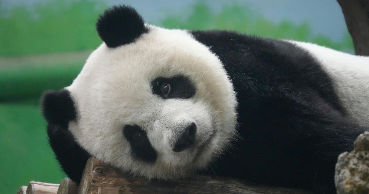 25 cute animals that are endangered and on the brink of extinction (#22 ...