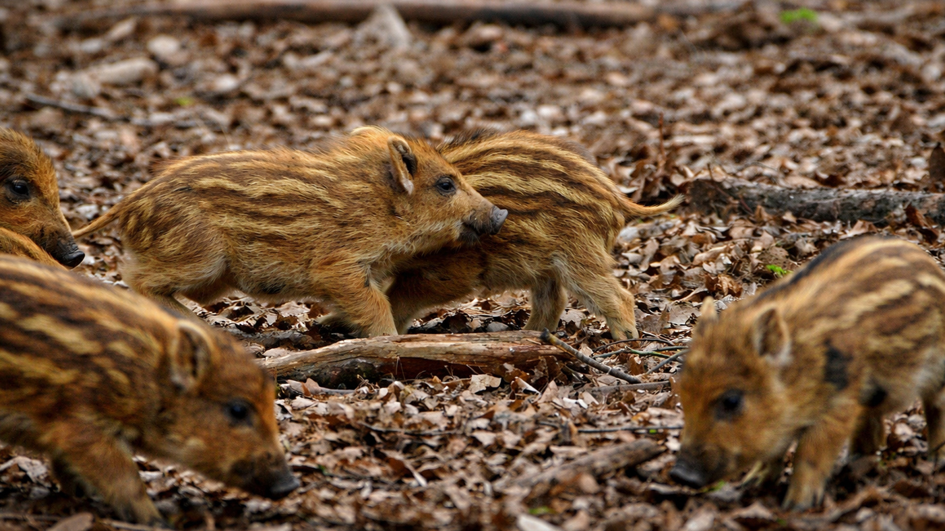 I didn’t expect to see so many wild boar piglets here