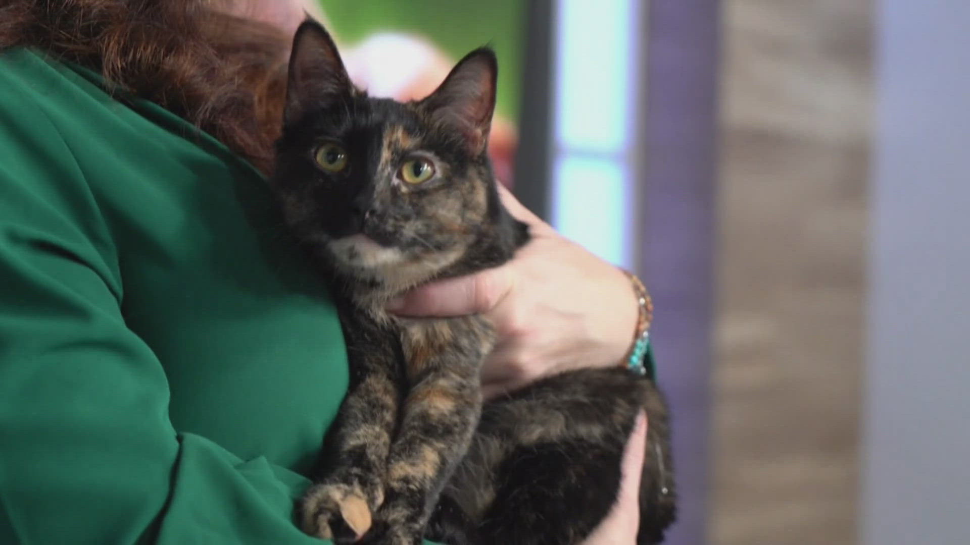 Pick of the litter: Meet Fresa, an 8-month-old kitty