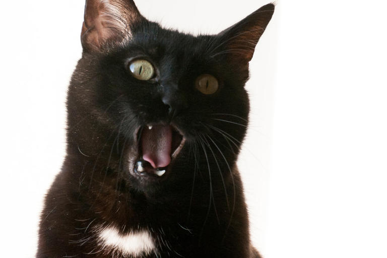 Black cat pants like an adorably cartoonish dog after hardcore play sesh