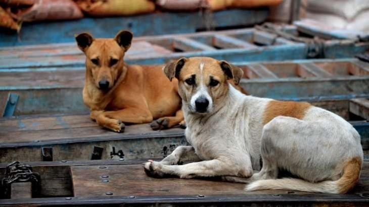 Mass dog killings rock Telangana, 500 killed in 1 week to fulfill 'poll ...