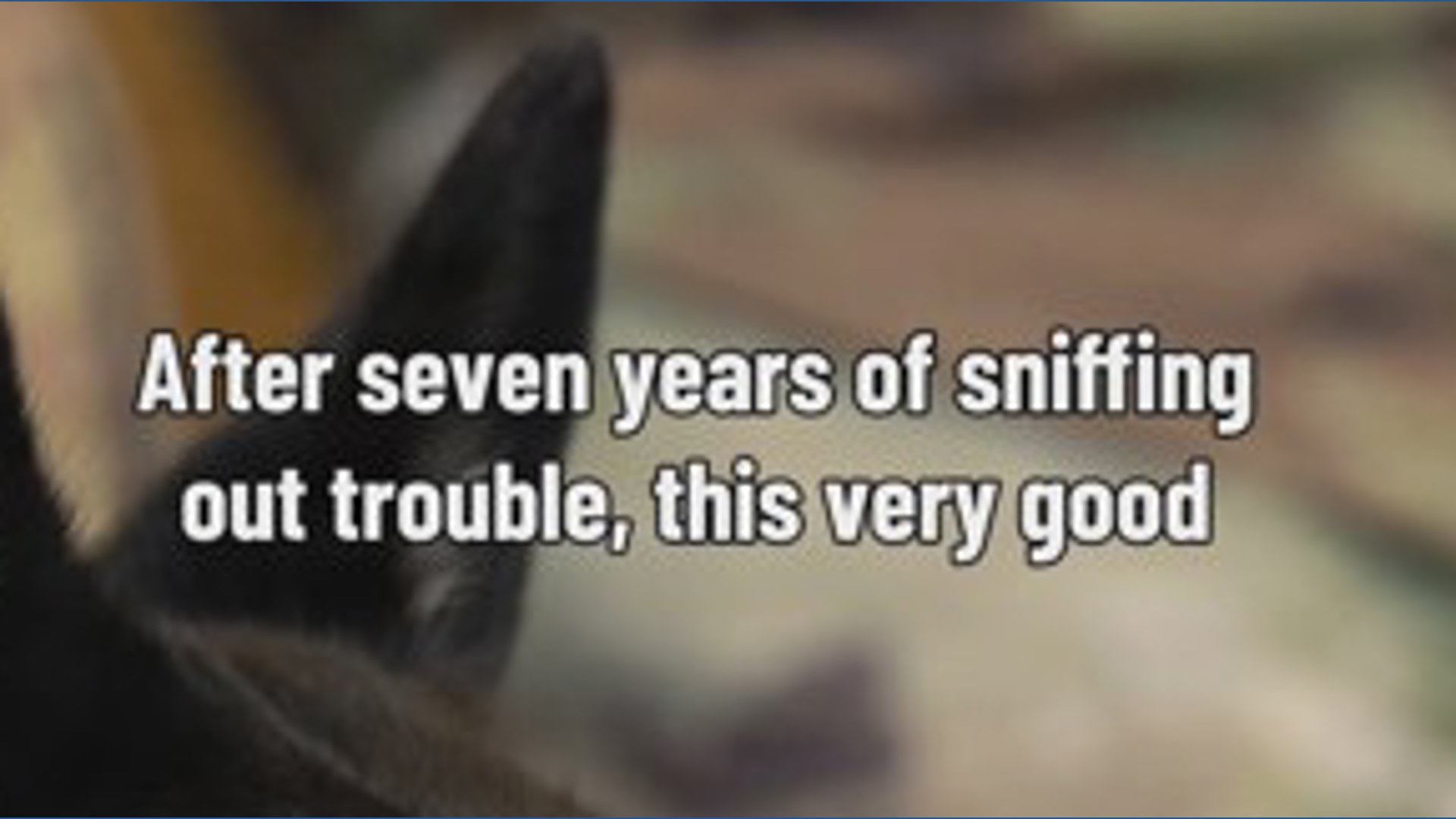 Military dog Marco retires at JBSA Randolph