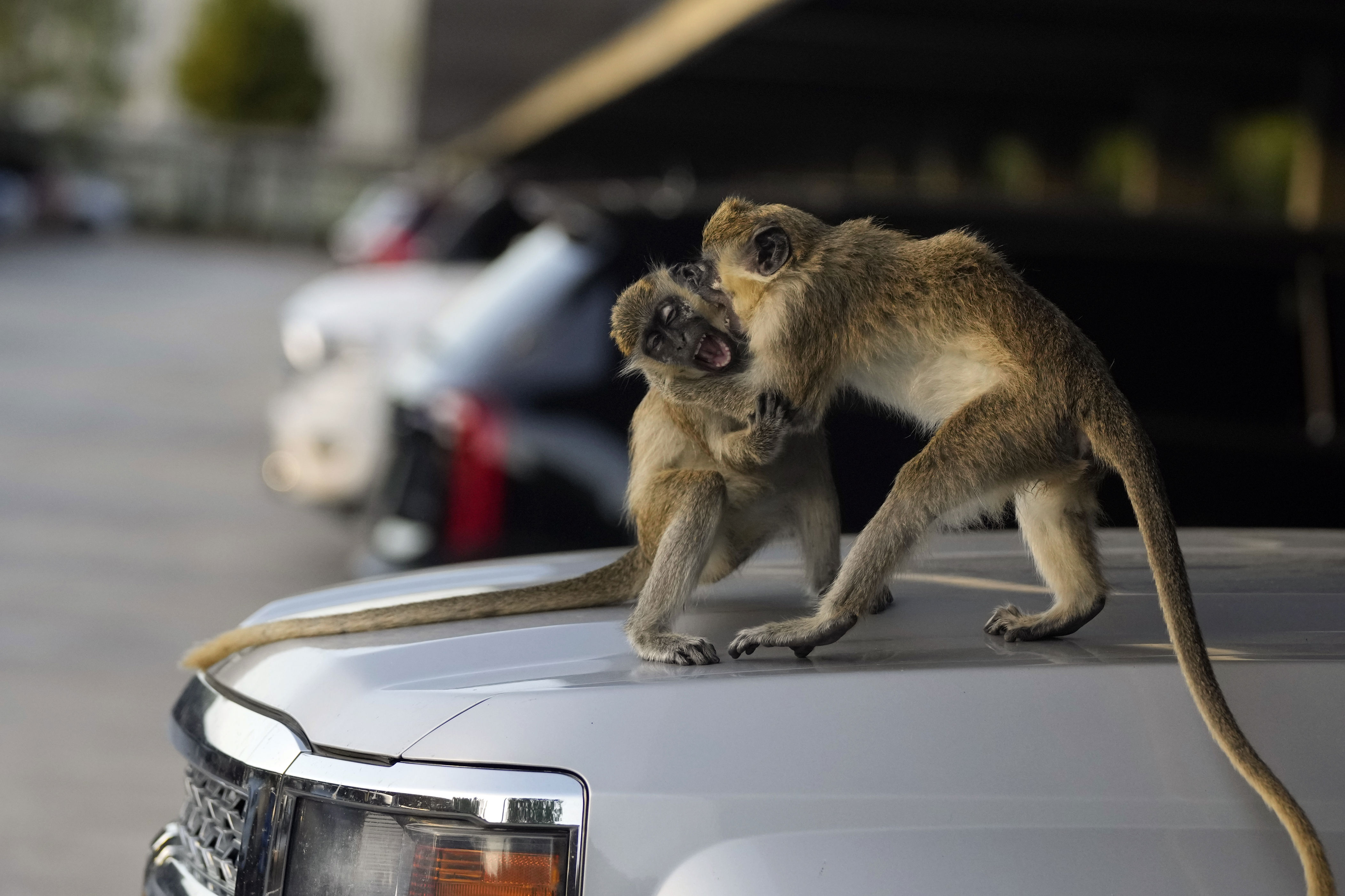 St. Louis officials’ search for runaway monkeys enters new phase