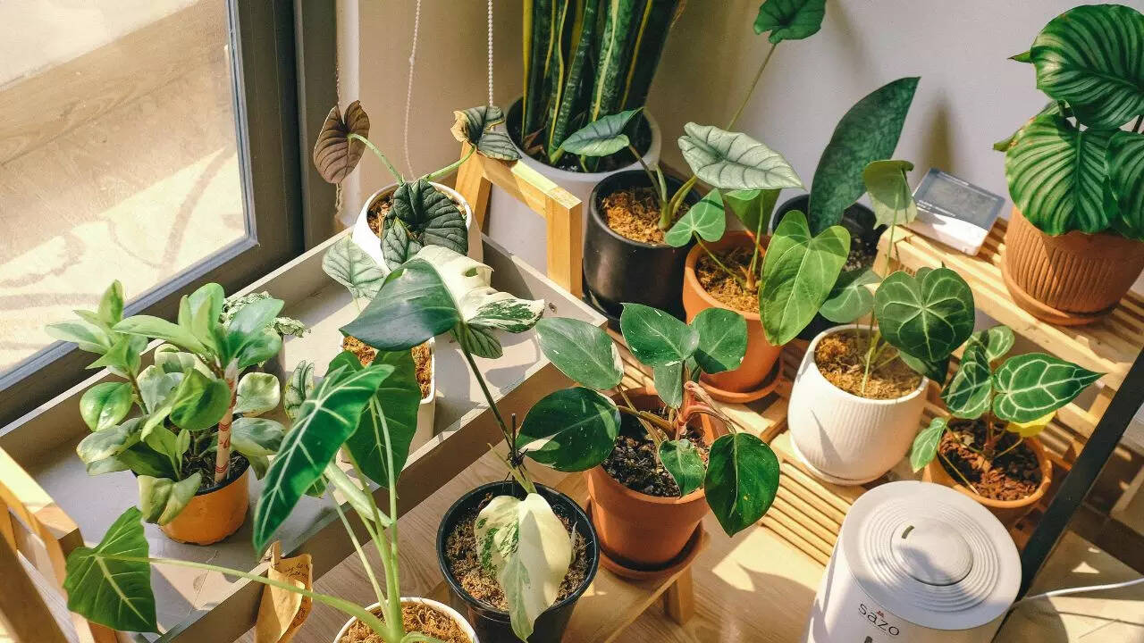How to grow banana plants successfully in containers at home