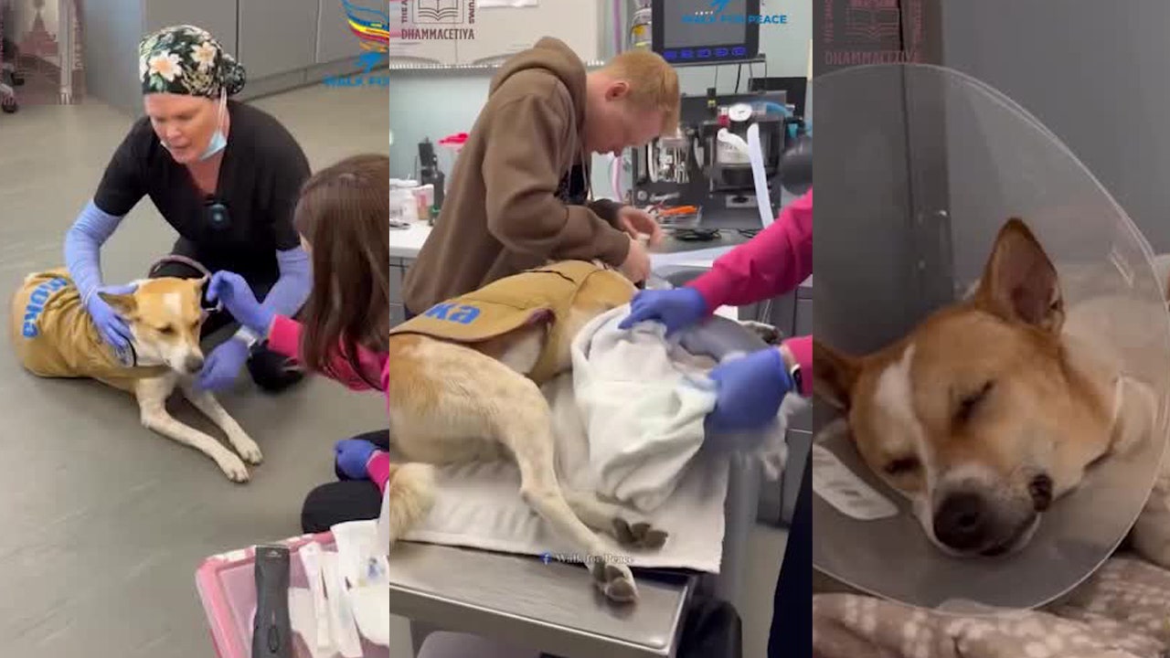 Aloka the 'peace dog' recovering from surgery, will rejoin monks' walk ...