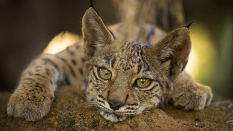 Six more species declared extinct as 49,000 face threat on 2025 Red List