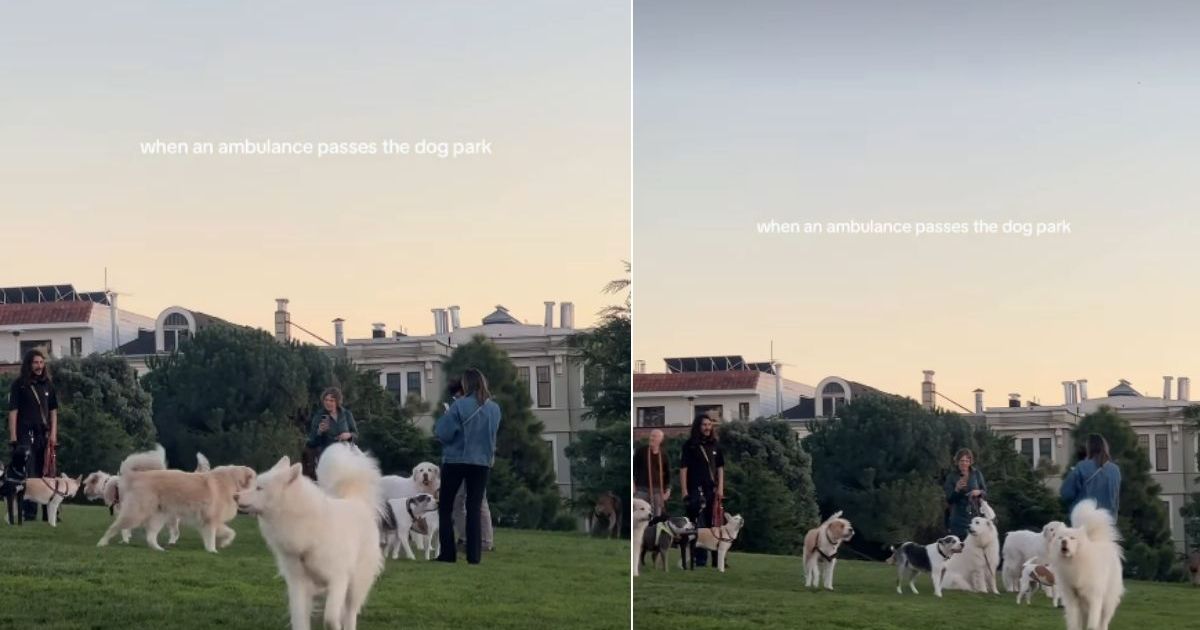 Video shows what happens when an ambulance passes the dog park