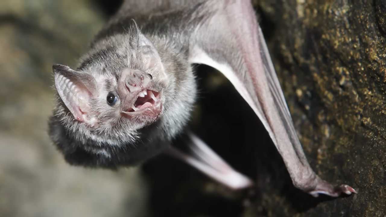 This is what rabid animals do to the human brain