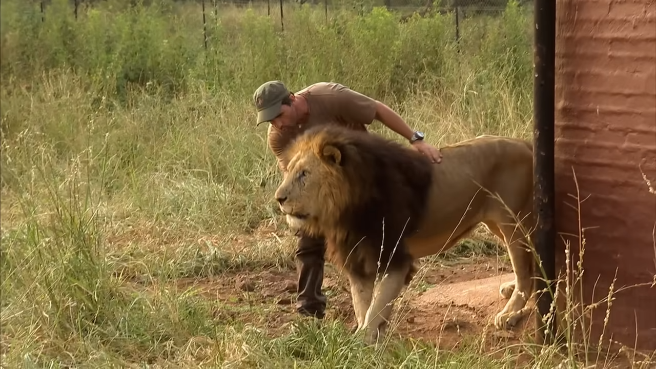 What happens when a lion wakes up mid-surgery and your hands are still ...