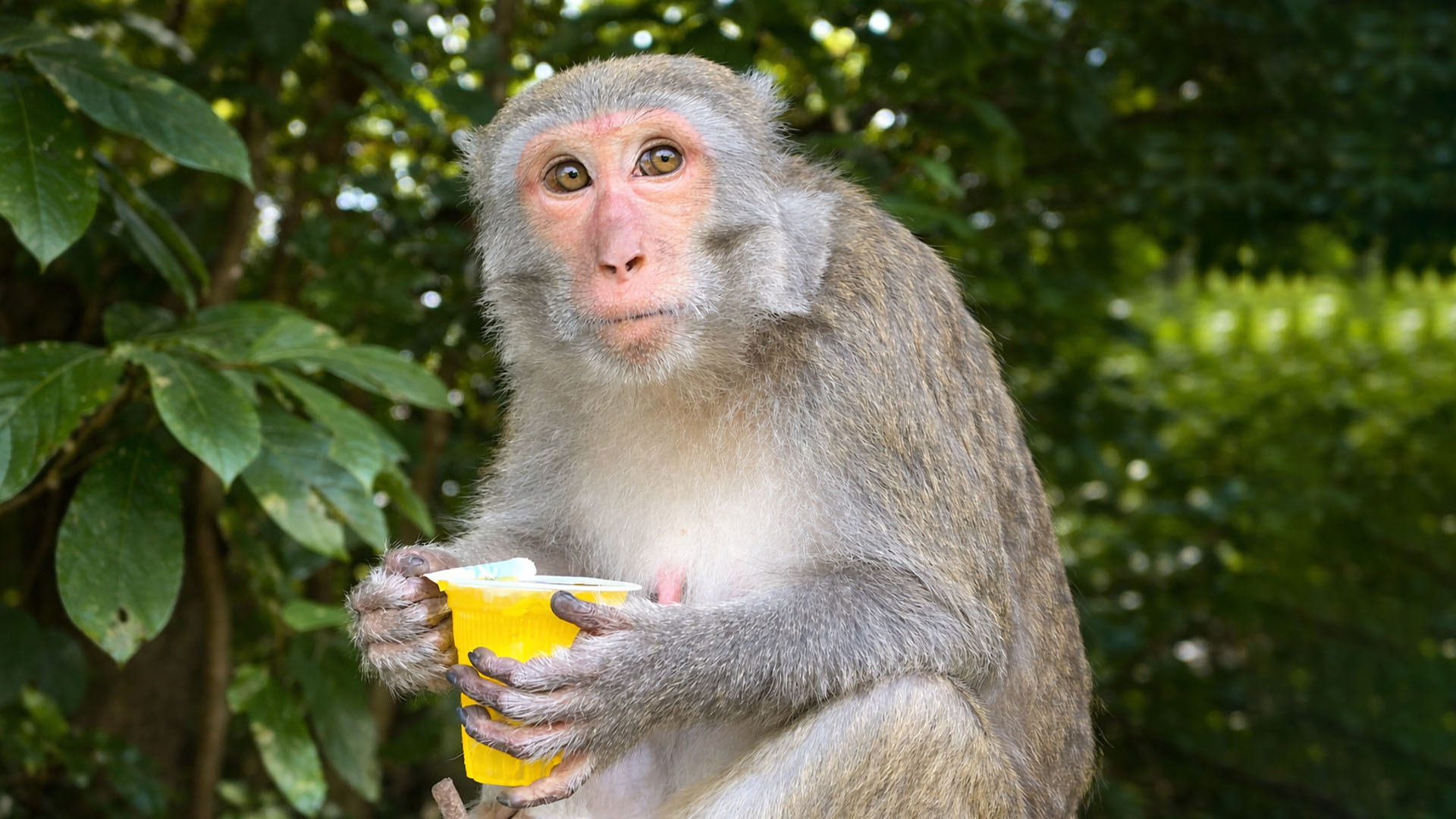 A monkey enjoys its favorite treat