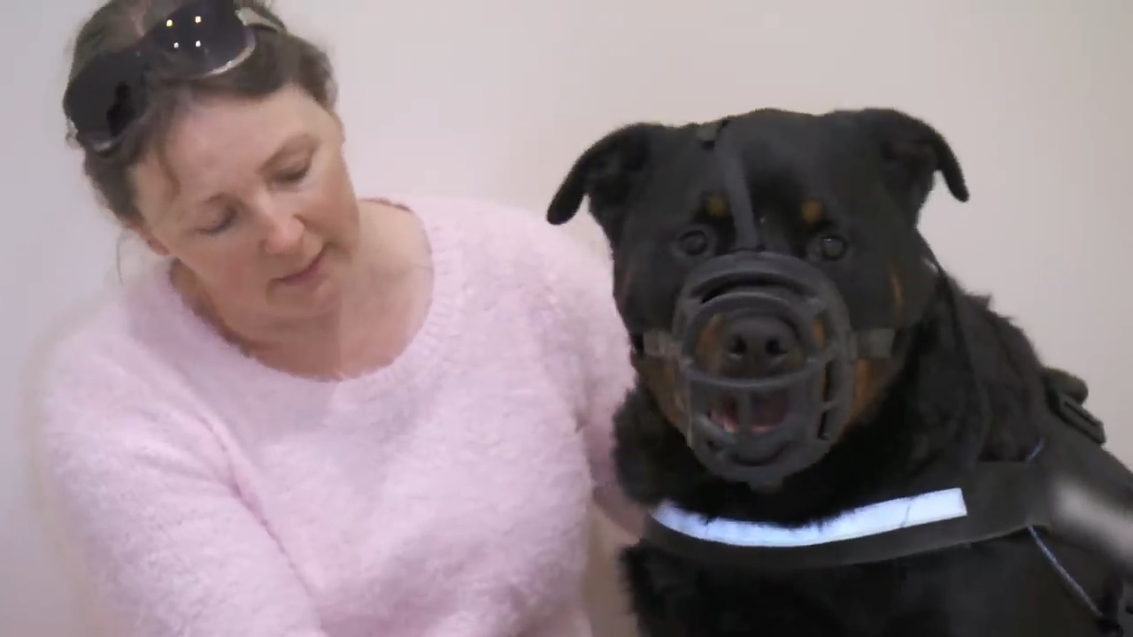 How this dog went from “soft at home” to “raw aggression” outside