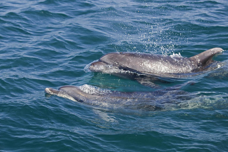 Bravo é o mais recente golfinho a nascer no estuário do Sado