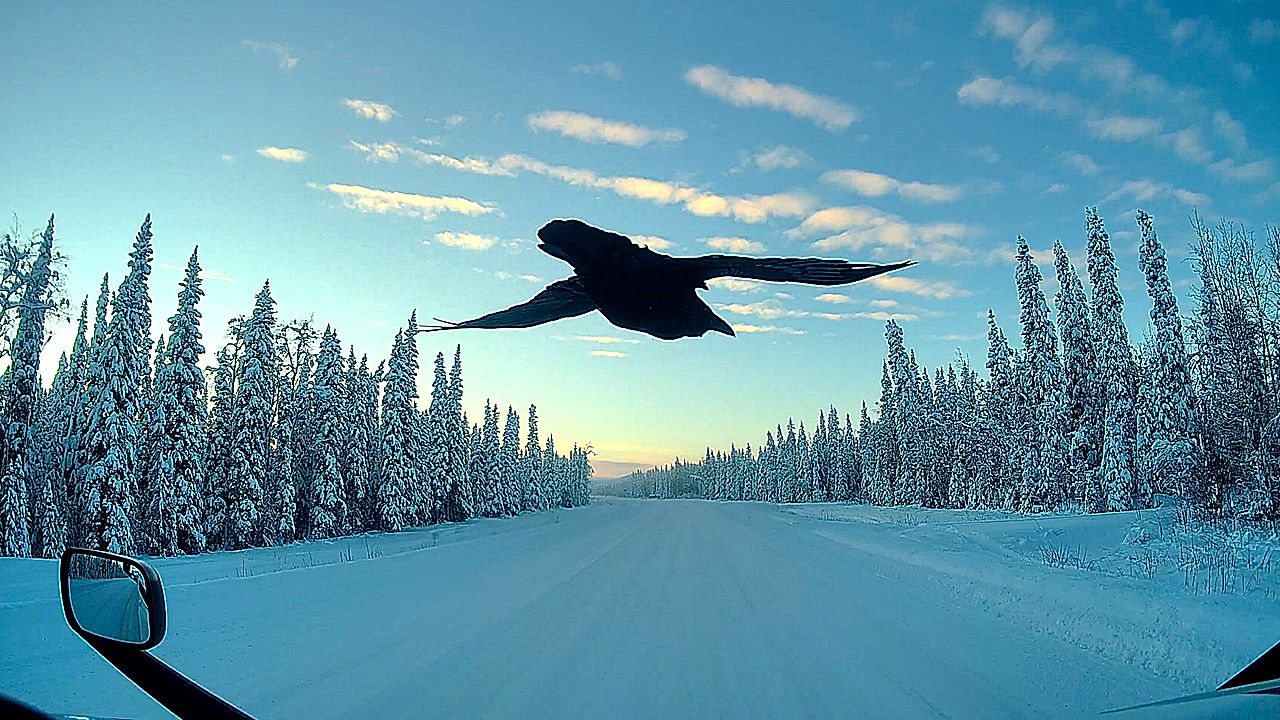Un corbeau escorte un camion jusqu'à une aire de repos au Canada