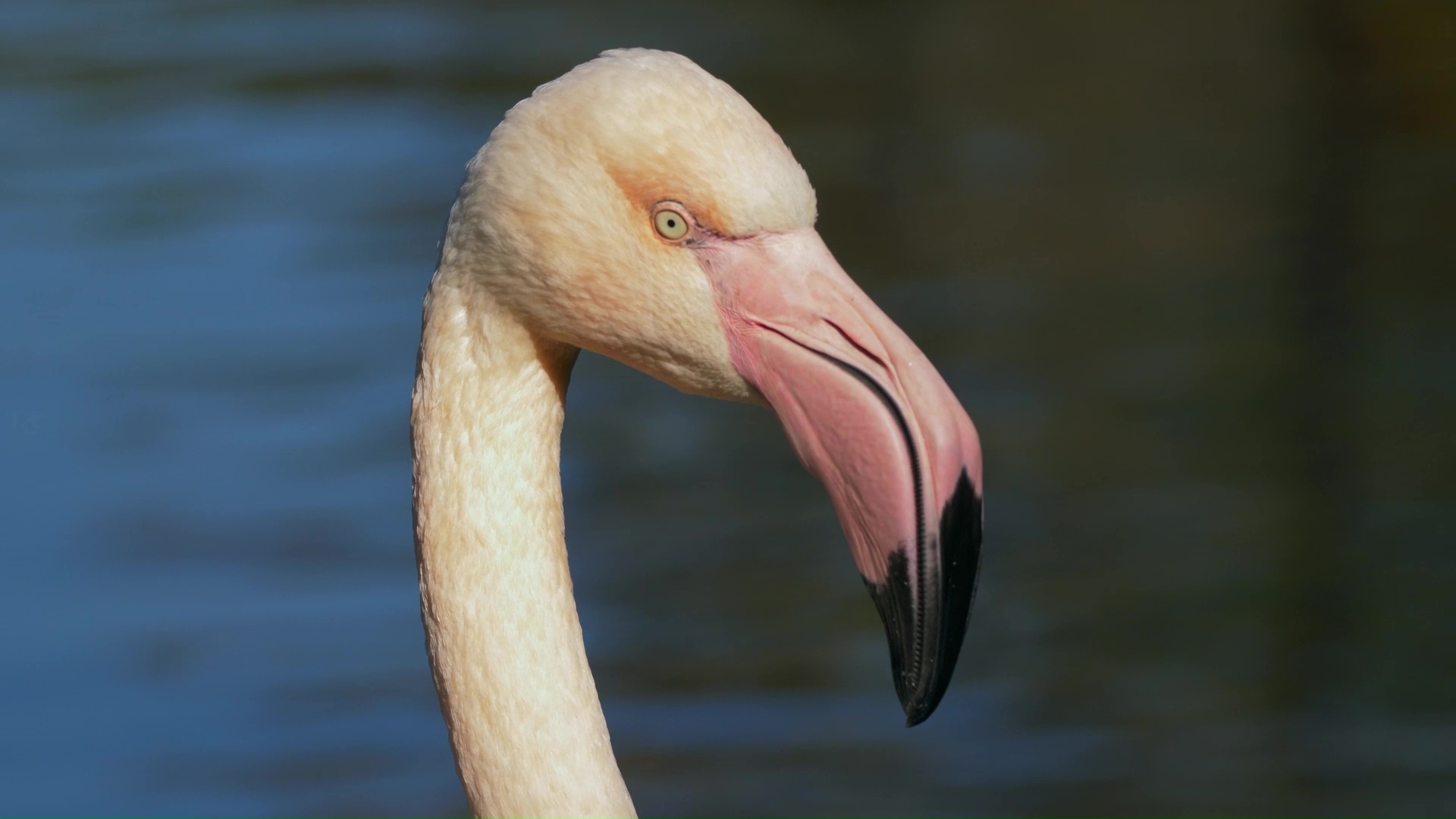 La cabeza de un flamenco de cerca