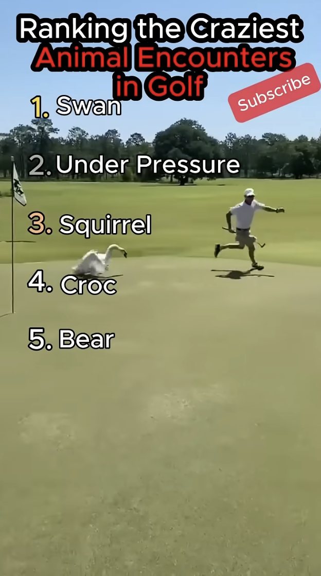 Golf’s wildest animal encounters