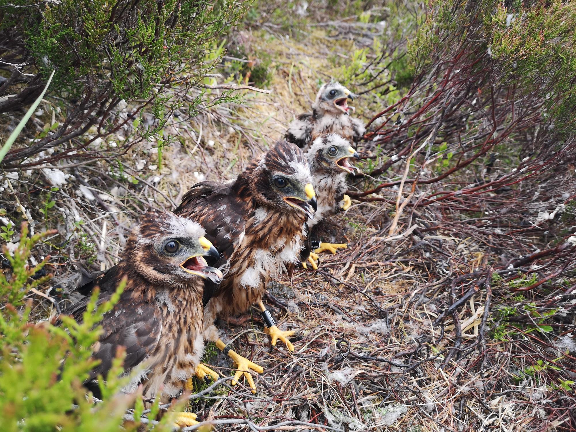 Rare bird of prey poisoned by 'Nidderdale cocktail', RSPB says