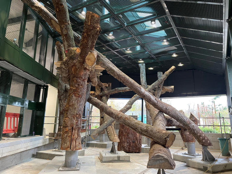 Step inside Bristol Zoo Project's much anticipated gorilla habitat with ...