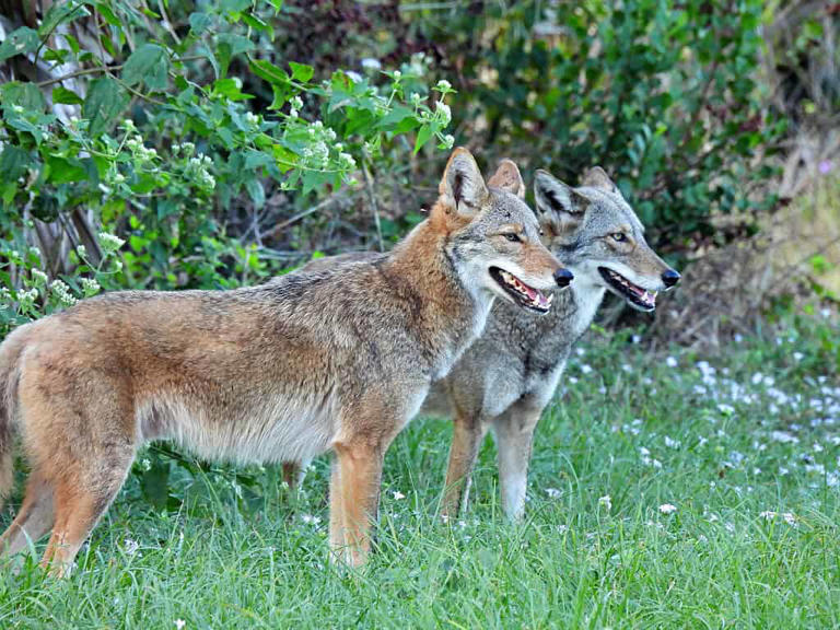 Social bonds in coyotes: How they mate for life and grieve their loss