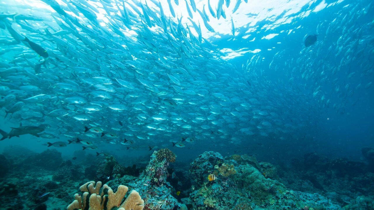 Fish that can survive in freezing water: 7 amazing species