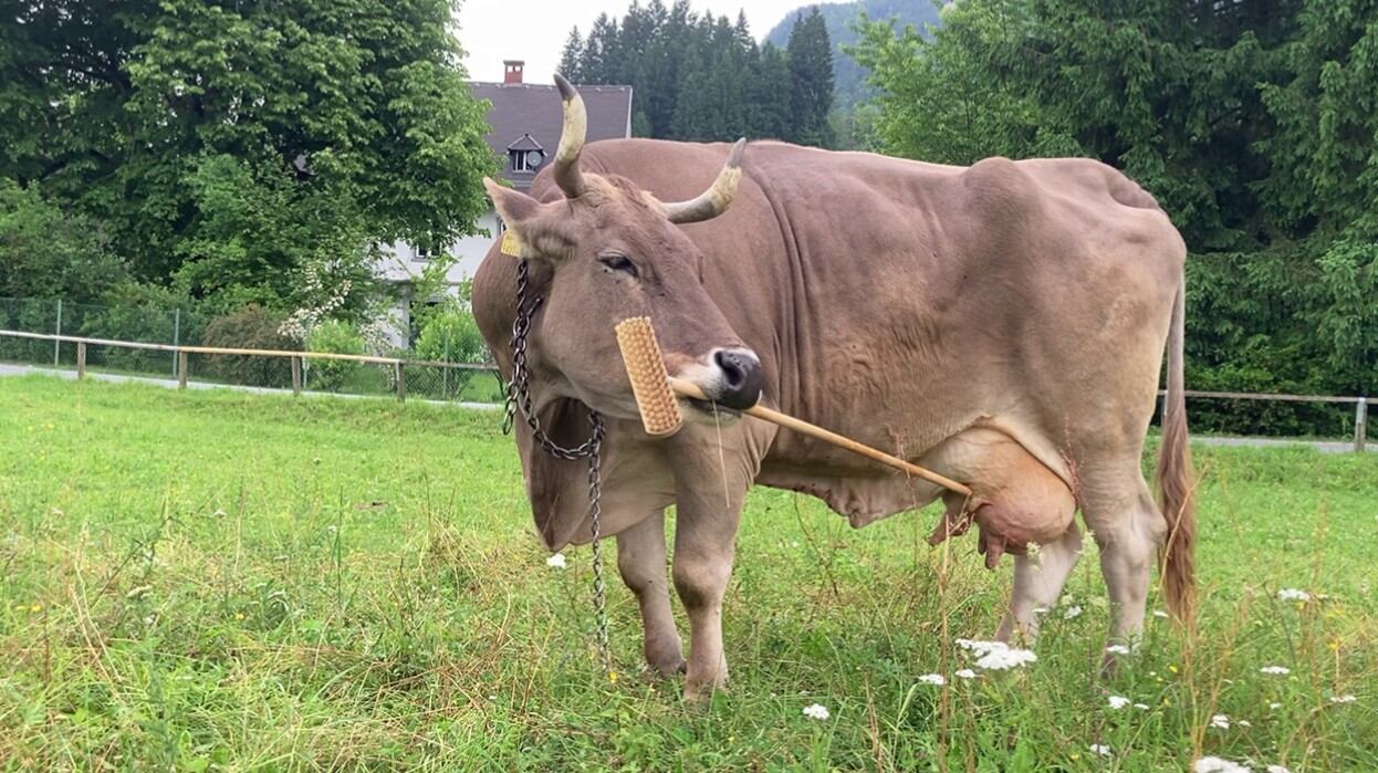 Veronika, la vaca que usa una herramienta y cuestiona lo que creemos ...