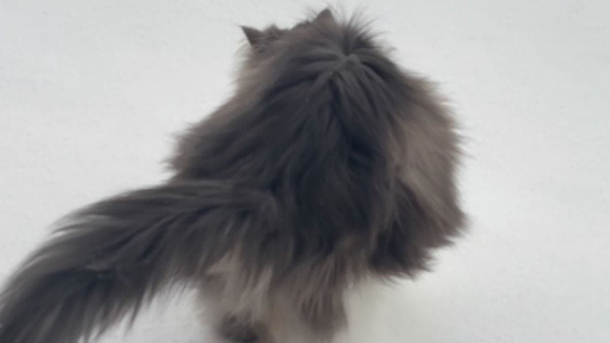 Cat's hilarious reaction to snow leaves 165k people howling (video)