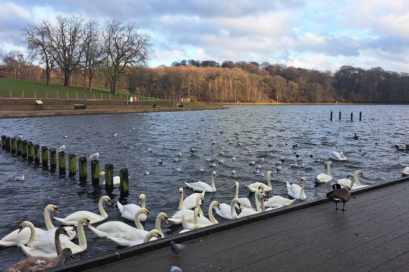 'Dead swan' at Roundhay Park 'mysteriously vanished' before council ...