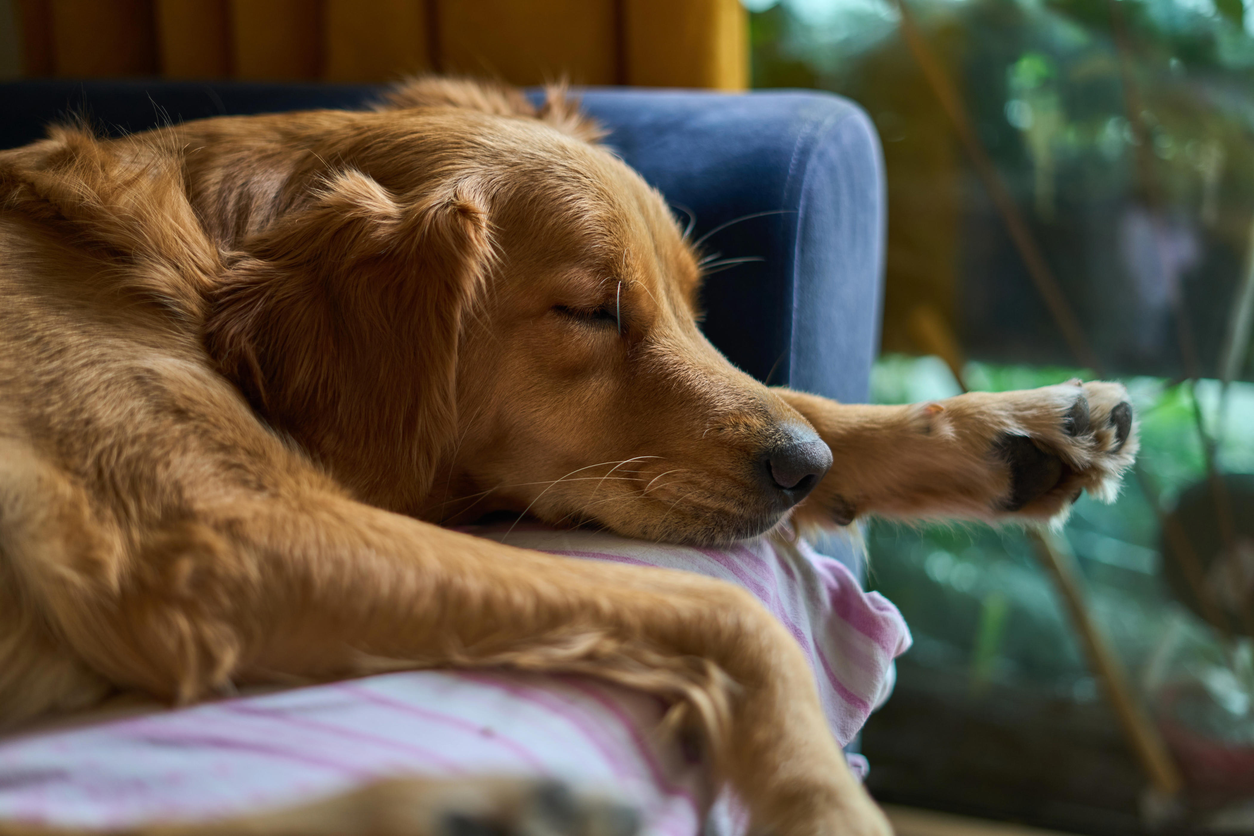 6 affectionate dog breeds that love to snuggle