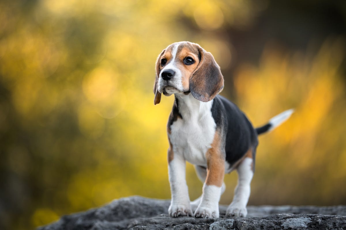 6 affectionate dog breeds that love to snuggle