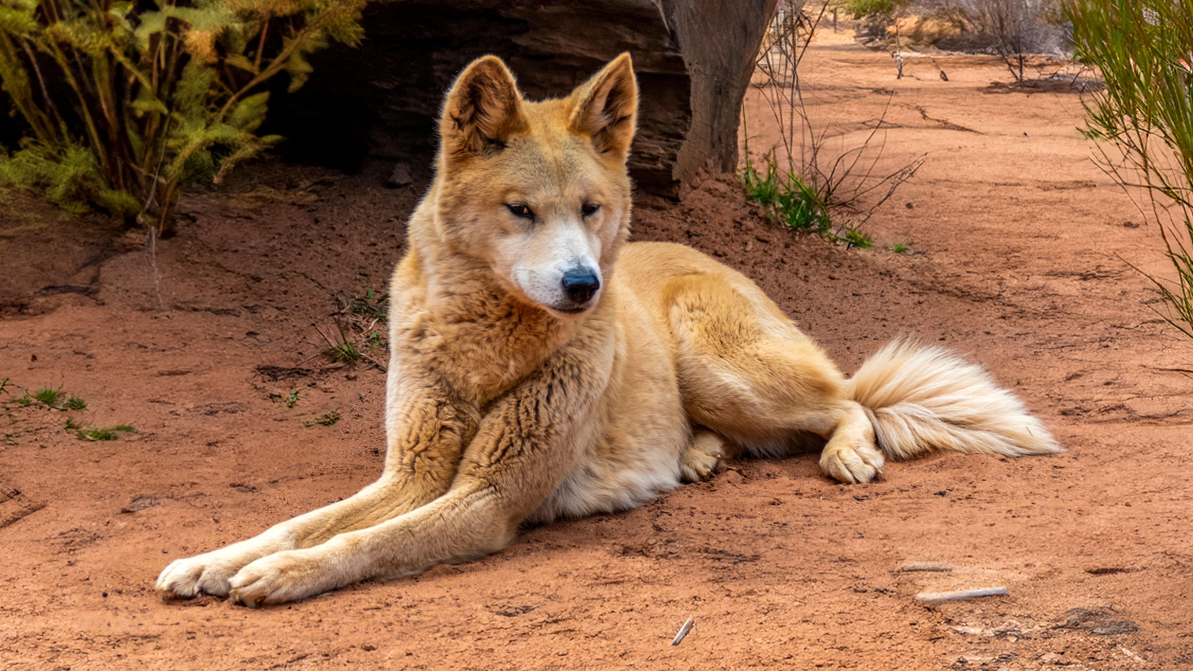 Woman found dead on beach surrounded by dingoes