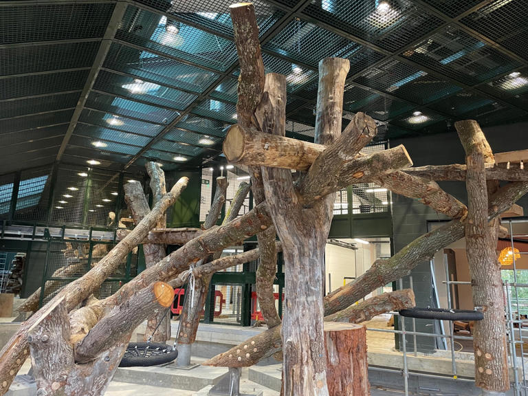 Step inside Bristol Zoo Project's much anticipated gorilla habitat with ...