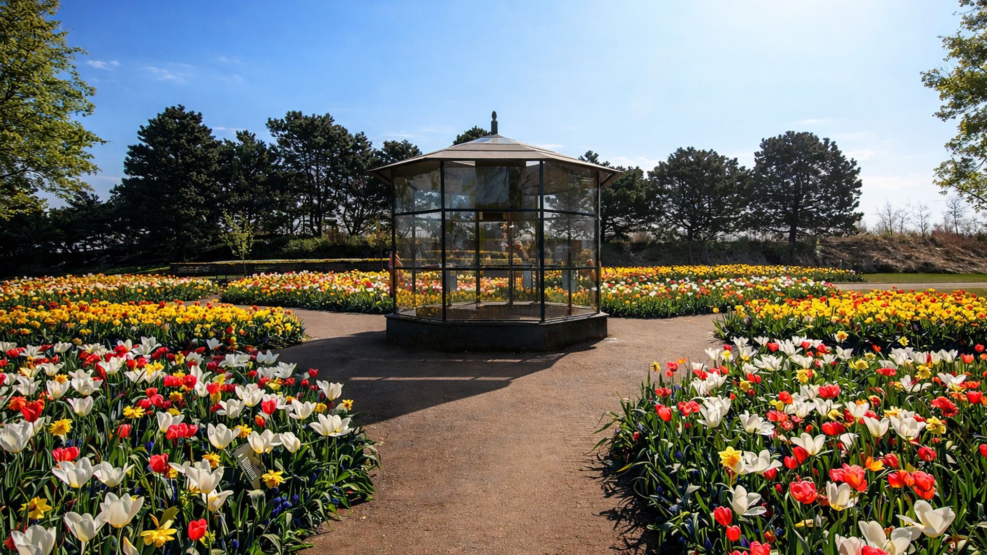 A springtime walk through blooming tulip fields