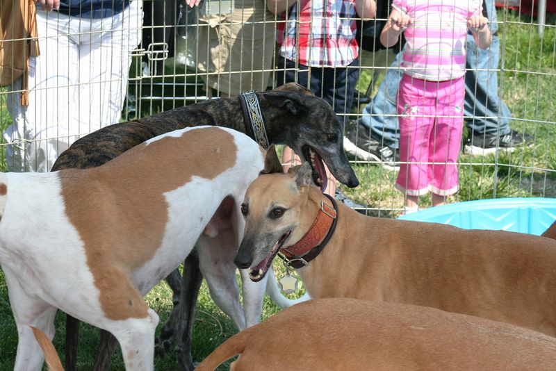People keep buying calm dogs for the wrong reason – 12 breeds with ...