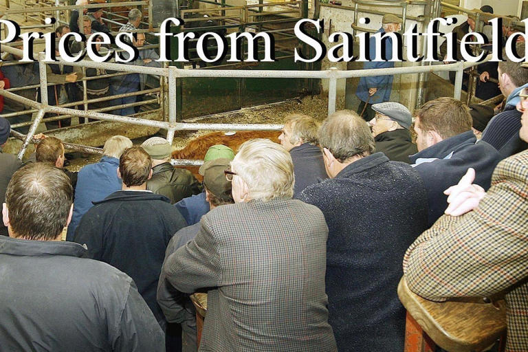 Easier trade for sheep at Saintfield Mart, ewes selling to £200