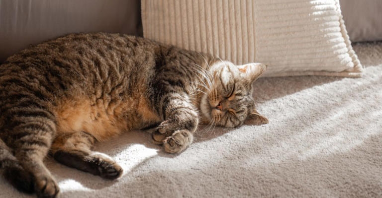 Veterinären avslöjar: Fem kattraser som är perfekta för dig som aldrig ...