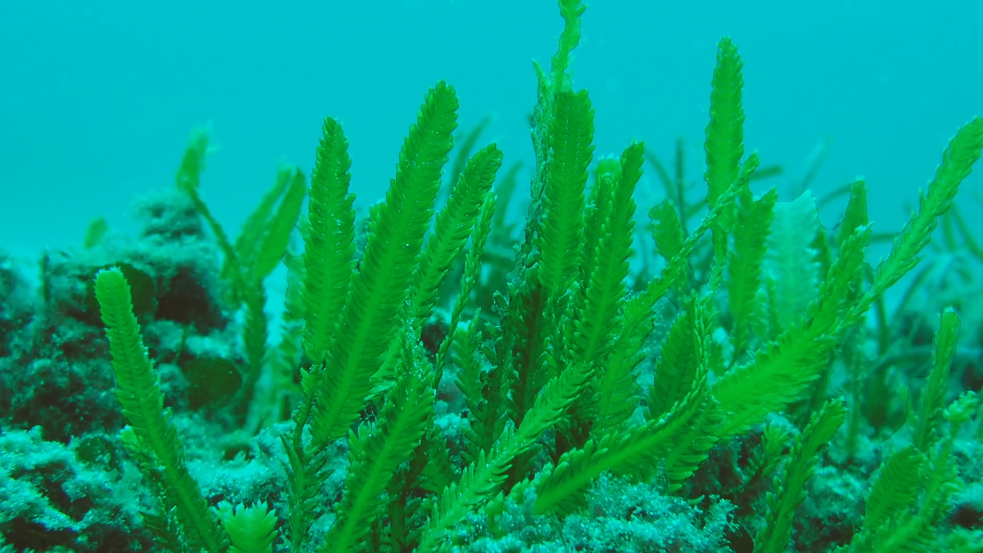 How one aquarium plant took over the Mediterranean