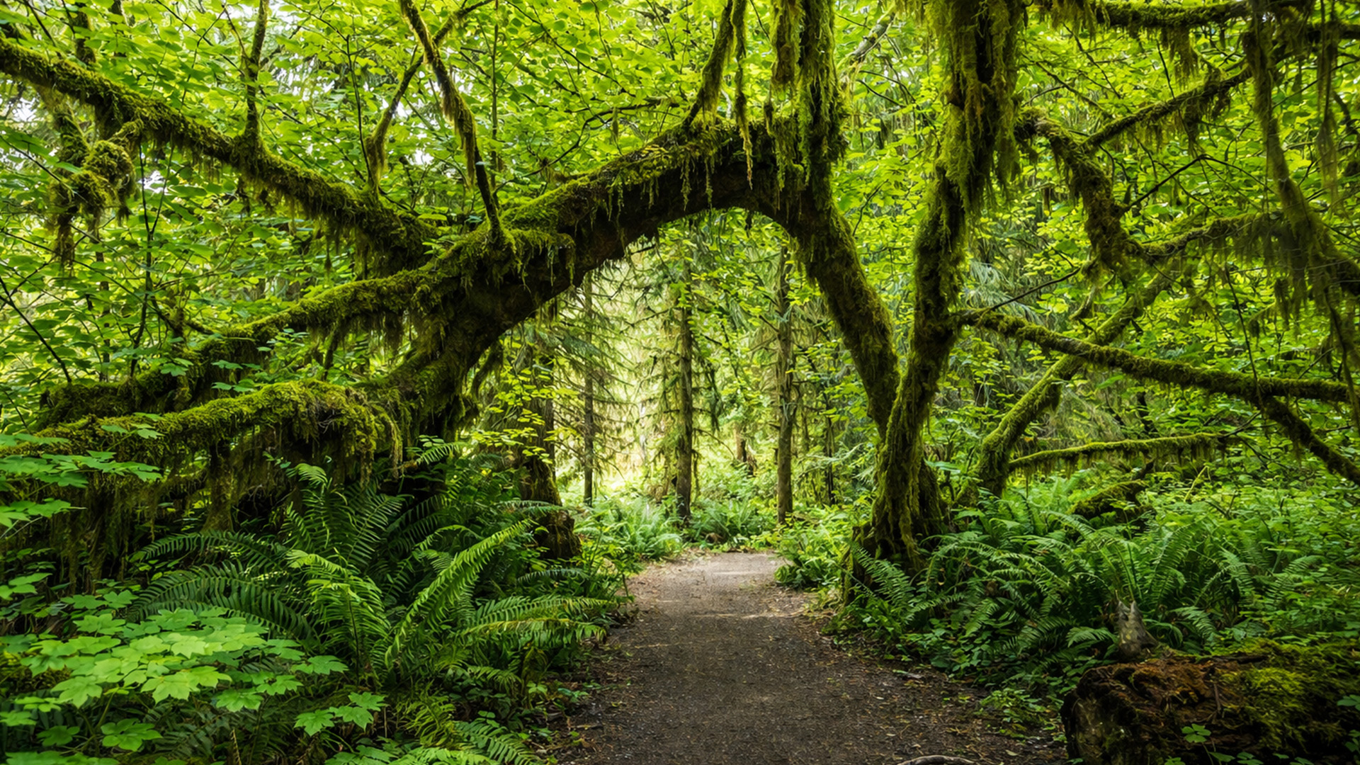 Hoh Rain Forest Washington scenic nature trails (4K)