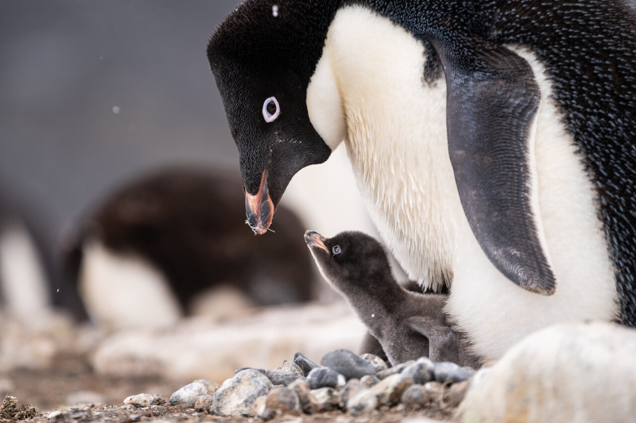 The future of Antarctic life: Scientists map out five scenarios as ...
