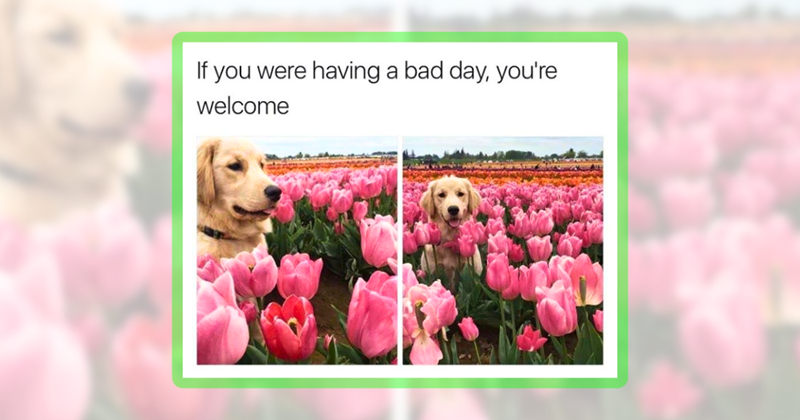 25 soft-serve dog memes for people who need joy without the noise