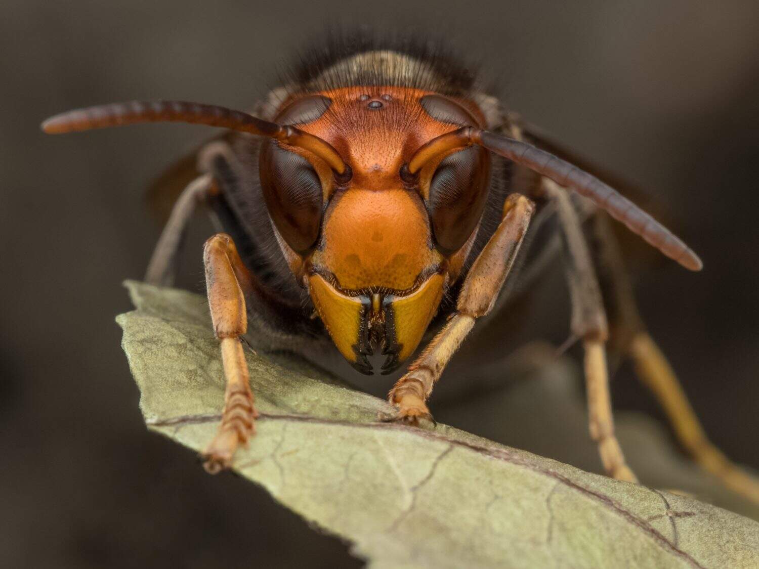 The 10 deadliest insects found in the US (and where they thrive)