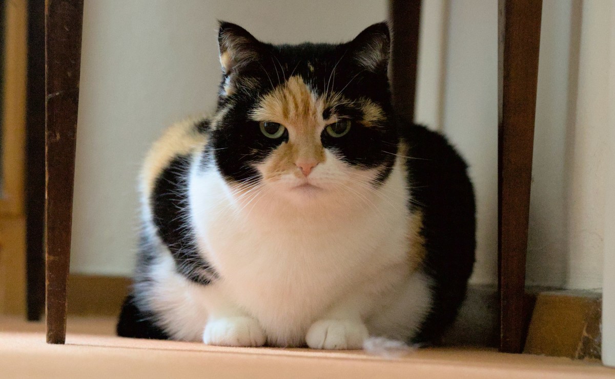 Chunky cat is filled with rage whenever anyone else is eating and we get it