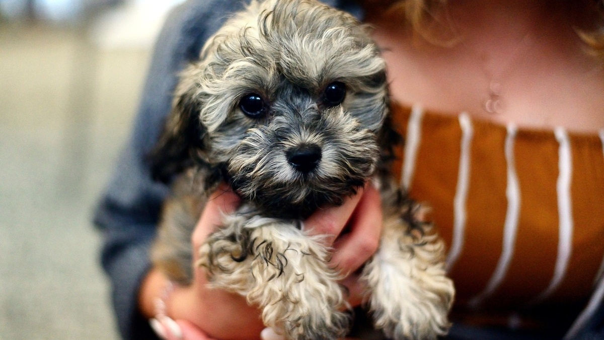 Signs that your dog has chosen you as its mother, according to feline ...